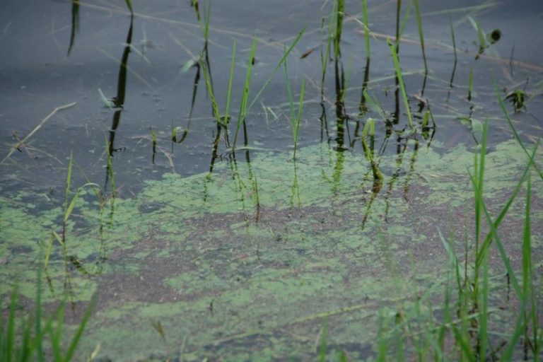 Appendix A. Visual Guide to Common Harmful Cyanobacteria – HCB-2