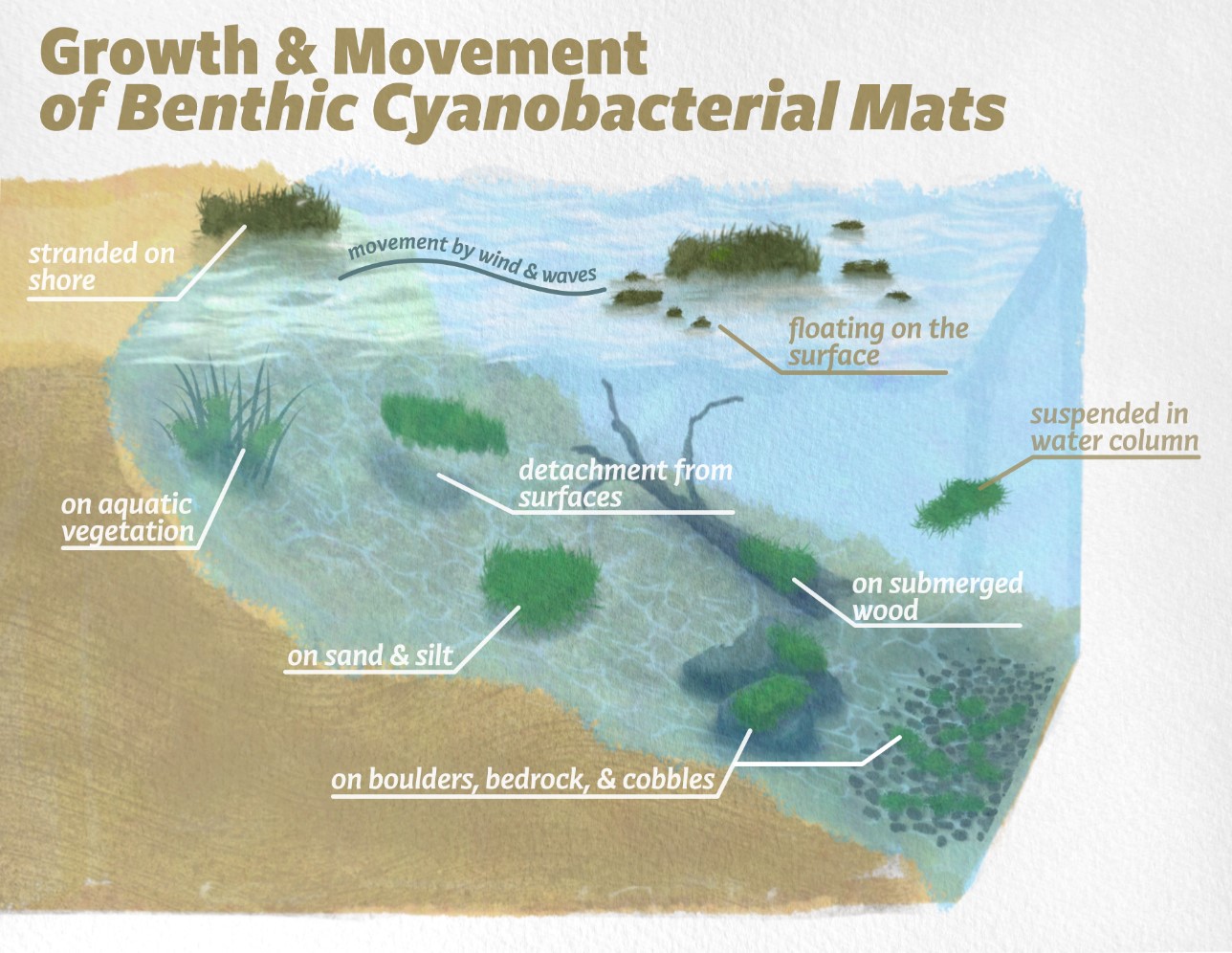 1. Introduction – HCB-2